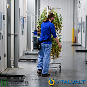 Grow Carts - Vital Valt